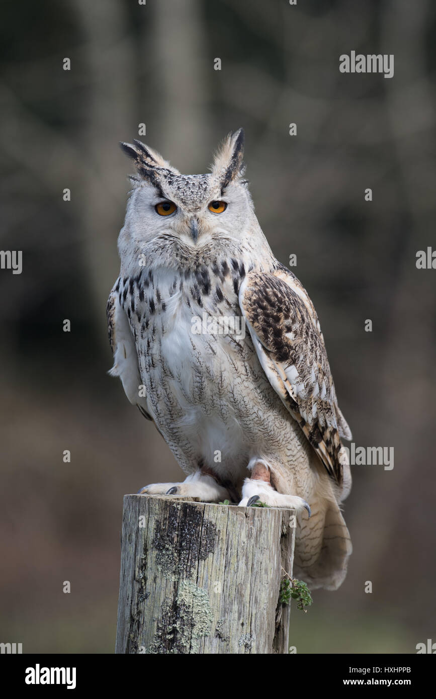 Pretty owl hi-res stock photography and images - Alamy