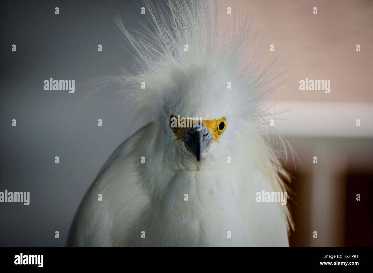 Bird with yellow feet hi-res stock photography and images - Alamy