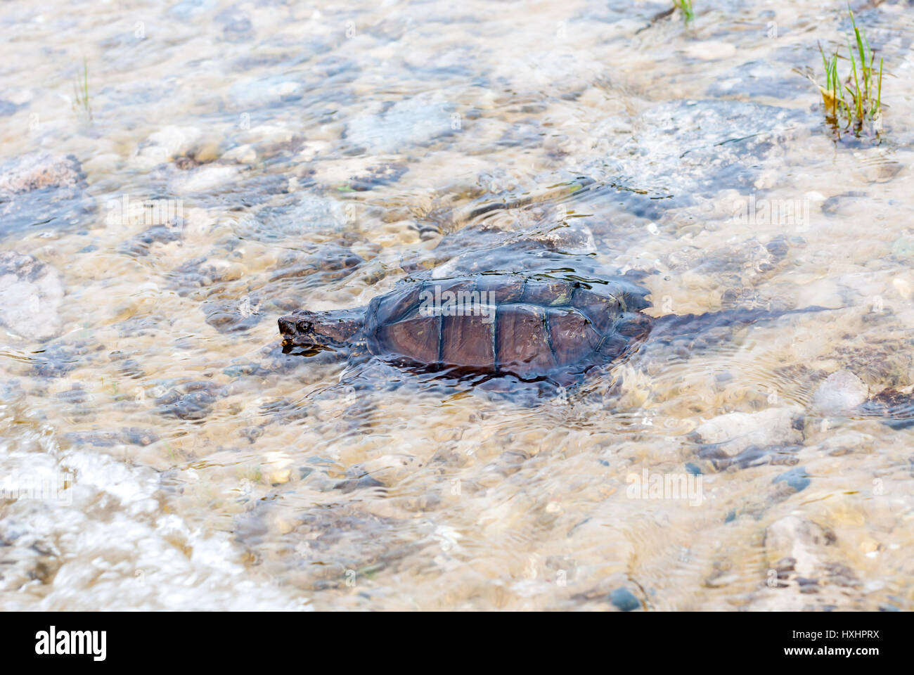 A Common Snapping Turtle (Chelydra serpentina) walking in shallow water ...