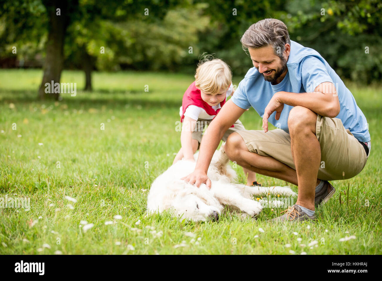 Father and son pet Retriever dog in summer in their garden Stock Photo ...