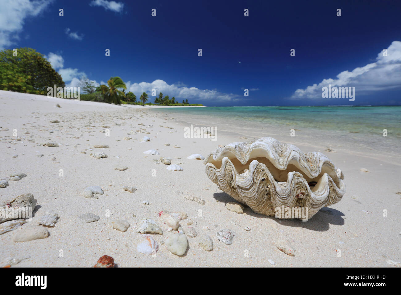 Giant clam shell hi-res stock photography and images - Alamy