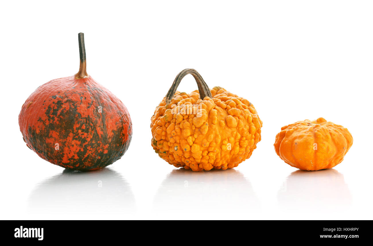 Mini pumpkins isolated on a white background with reflection Stock ...