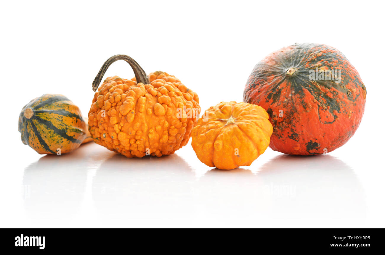 Mini pumpkins isolated on a white background with reflection Stock ...
