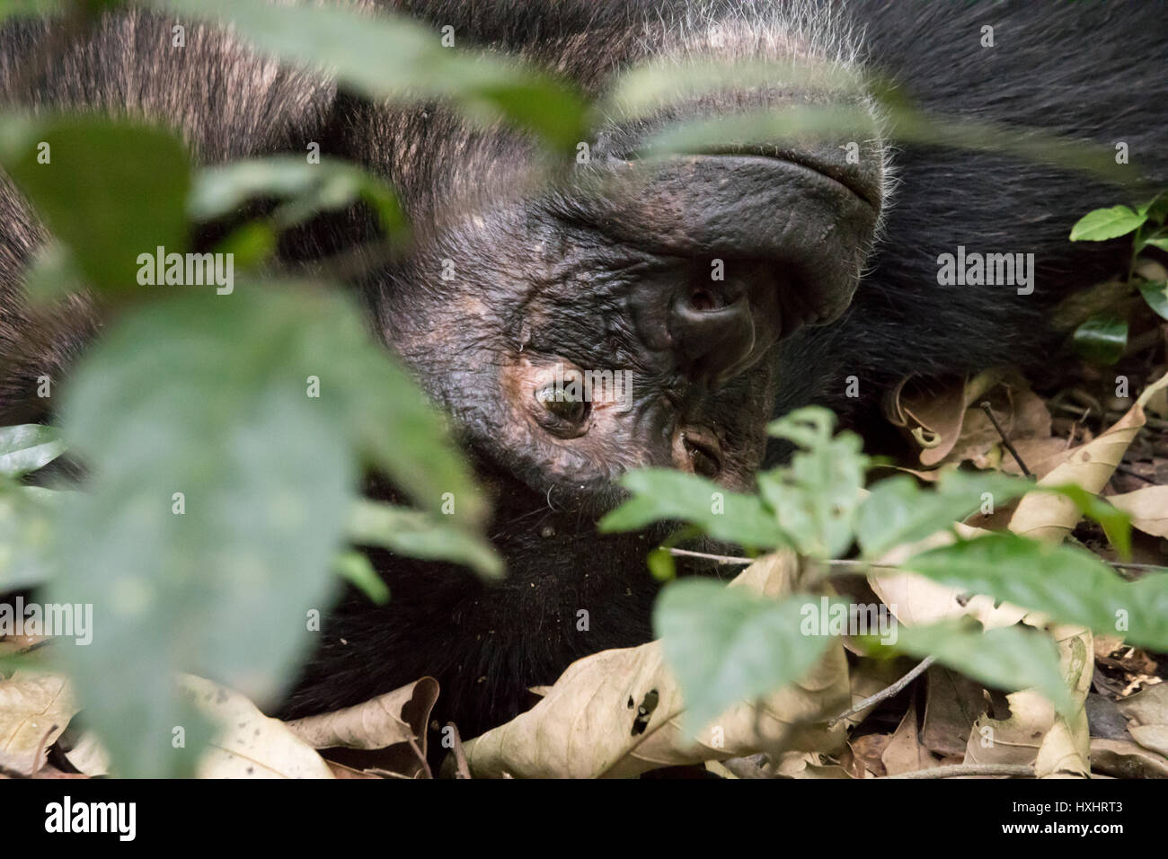 Ugandan primate hi-res stock photography and images - Alamy