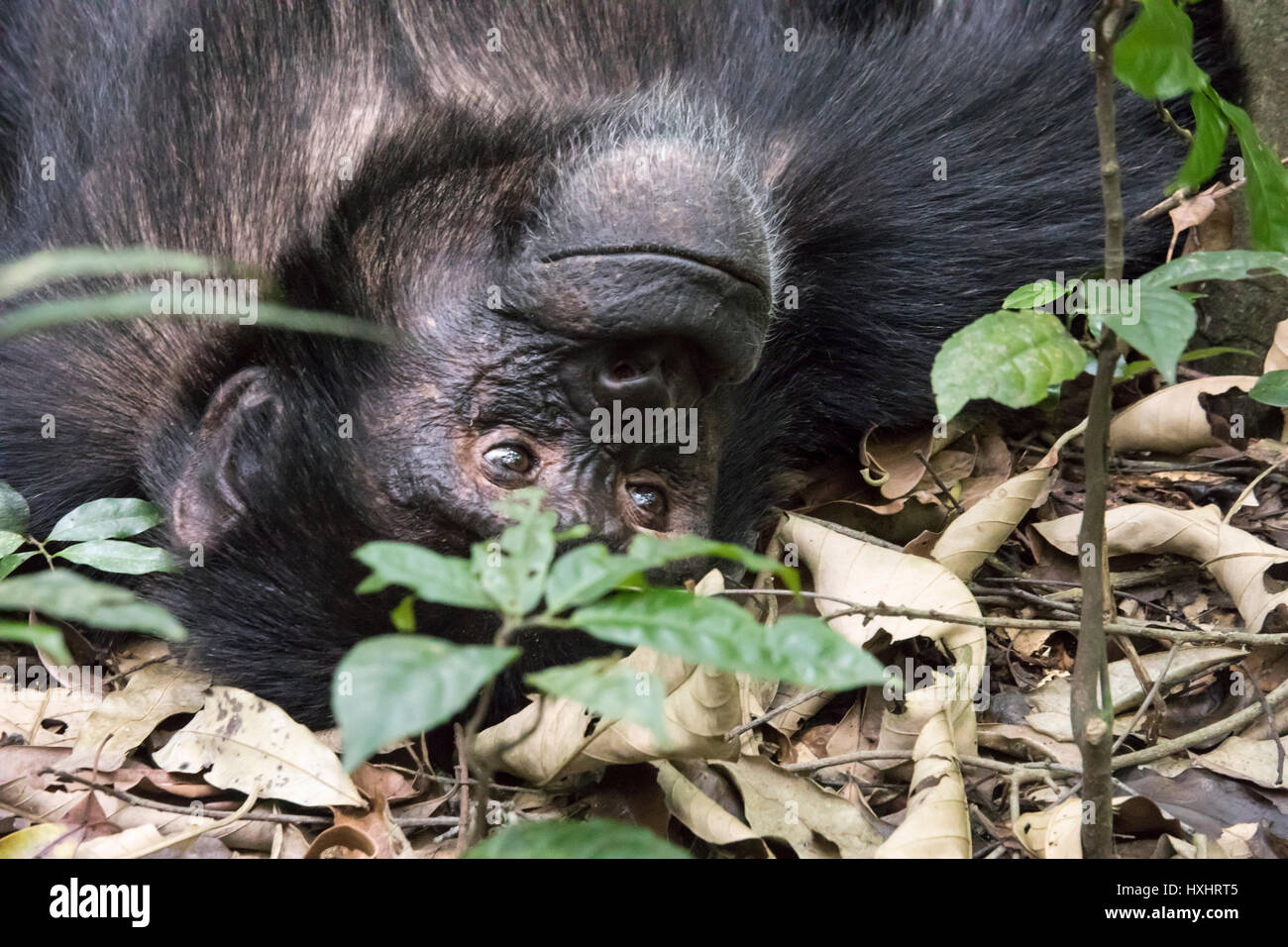 Chimpanzee lying hi-res stock photography and images - Alamy