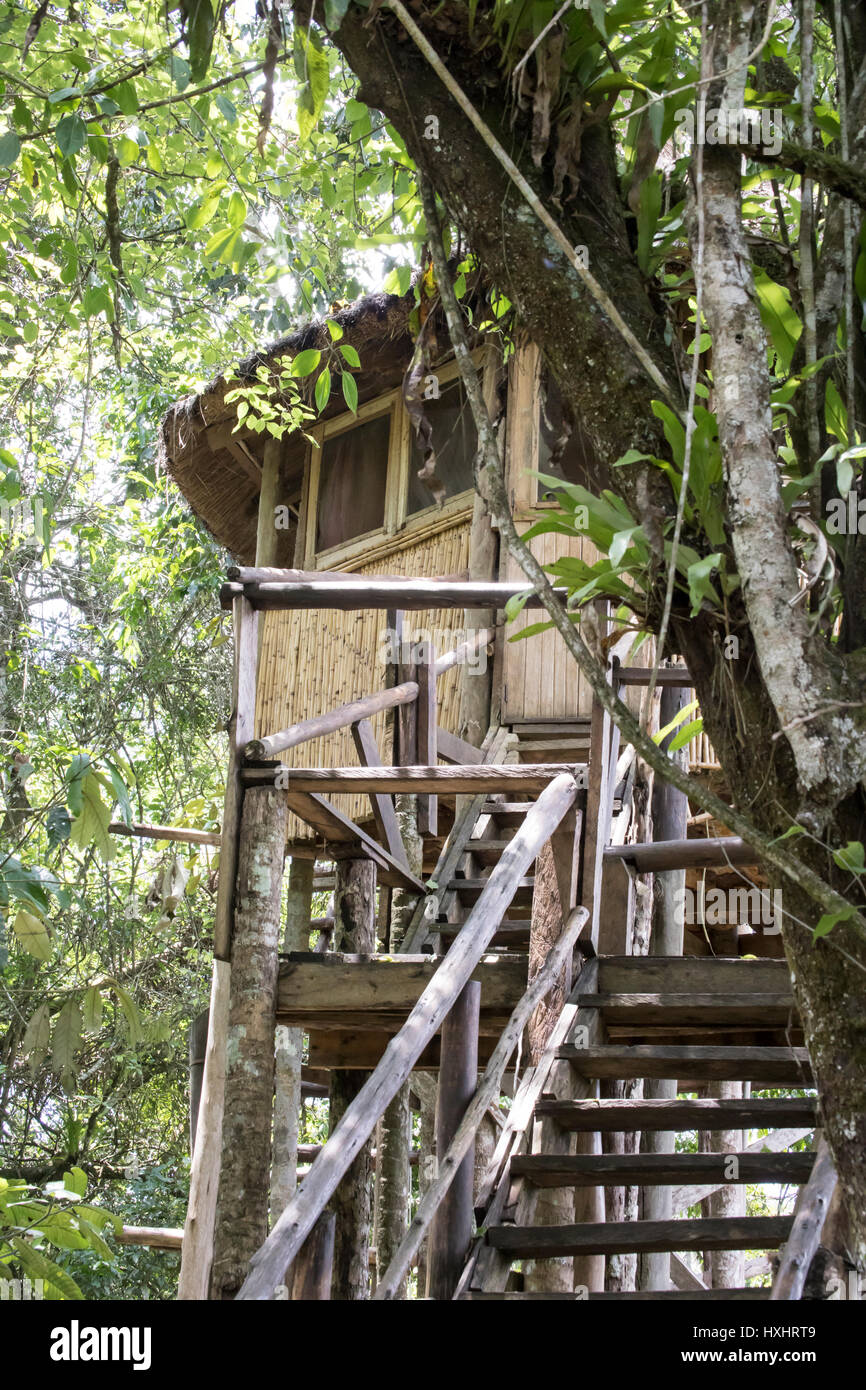 Wooden treehouse observation tower inside Kibale National Park, Uganda ...