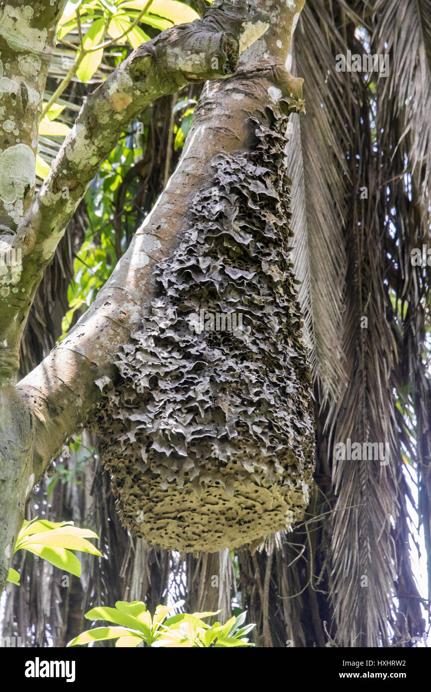 Black ant hive on brach of tree in Kibale National Park, Uganda Stock ...