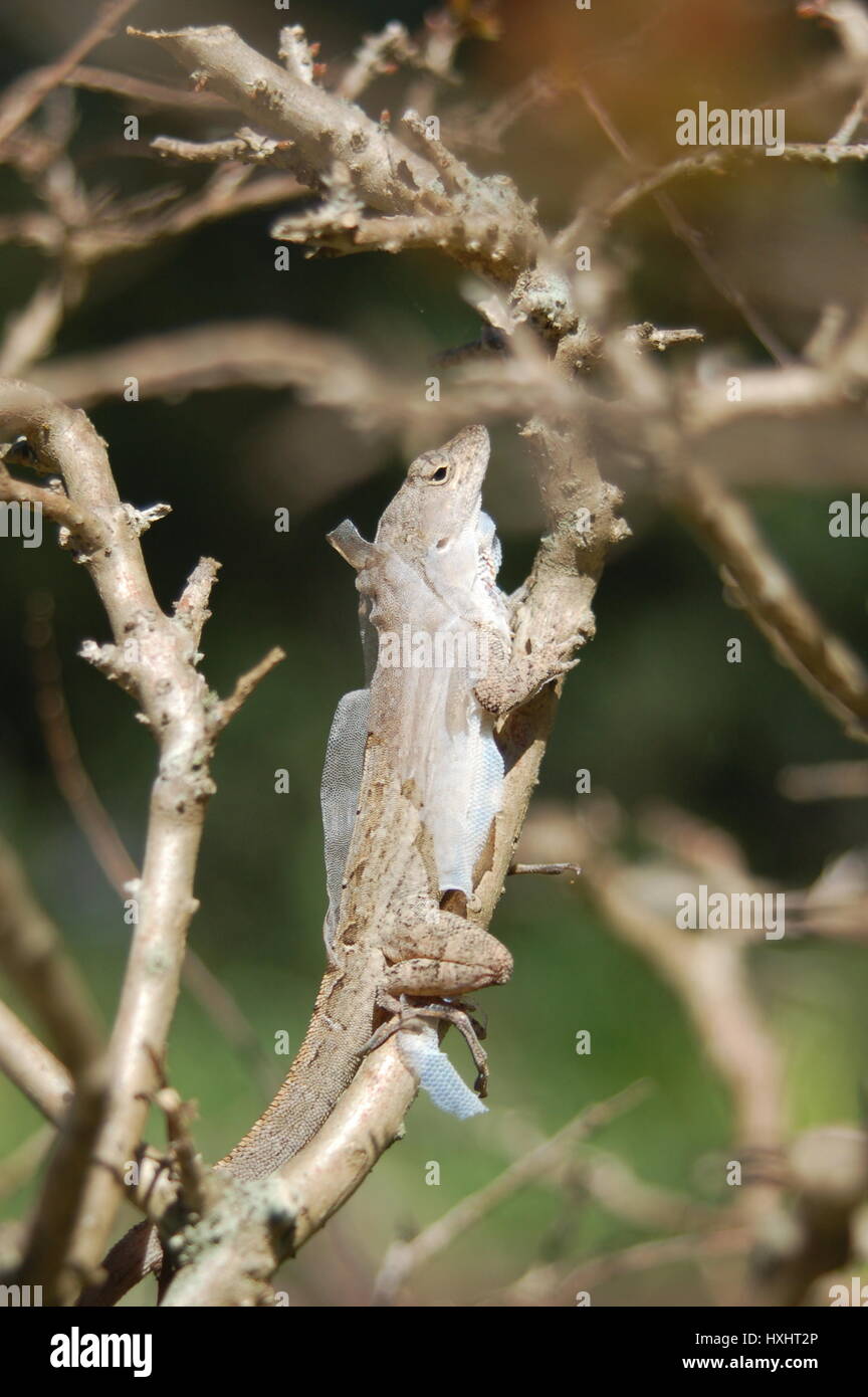 Lizard shedding skin hi-res stock photography and images - Alamy