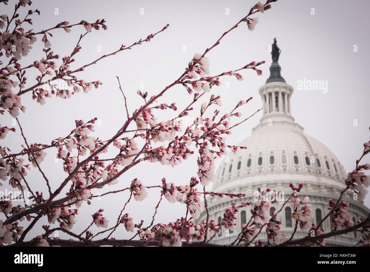 Iconic spring flower hi-res stock photography and images - Alamy