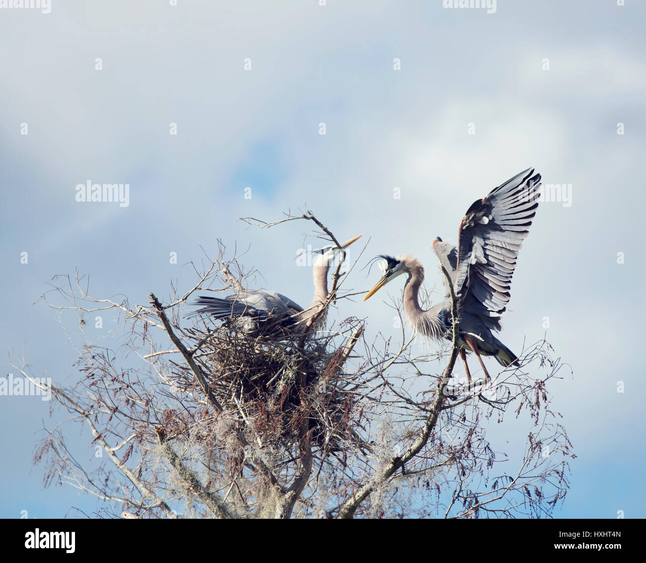 Male female great blue heron hi-res stock photography and images - Alamy