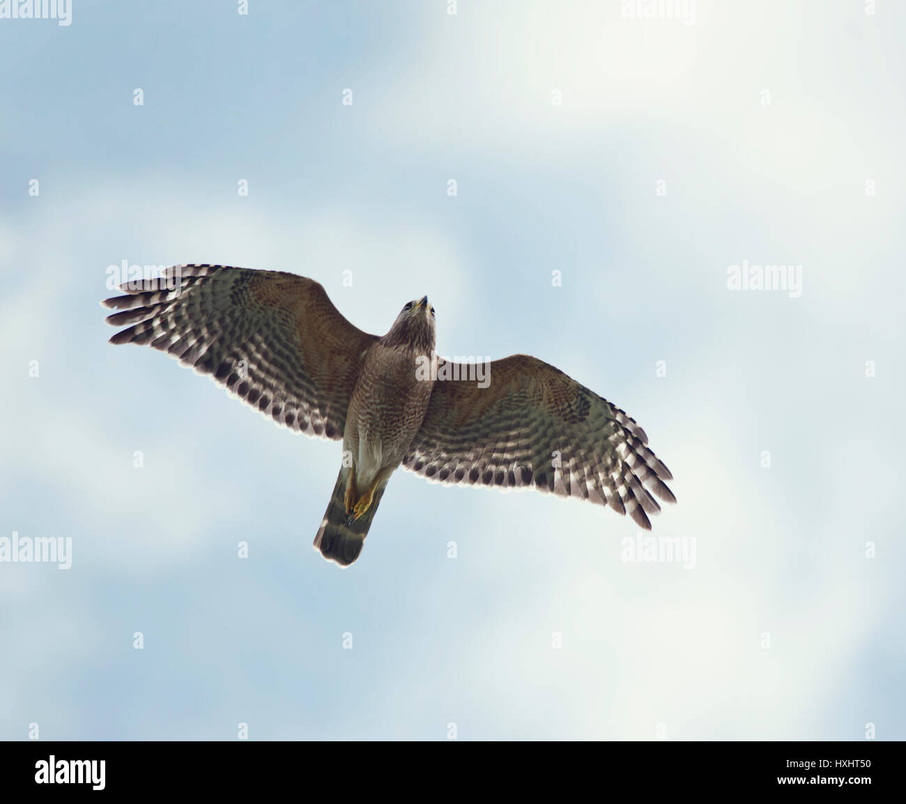 Red-Shouldered Hawk in flight Stock Photo - Alamy