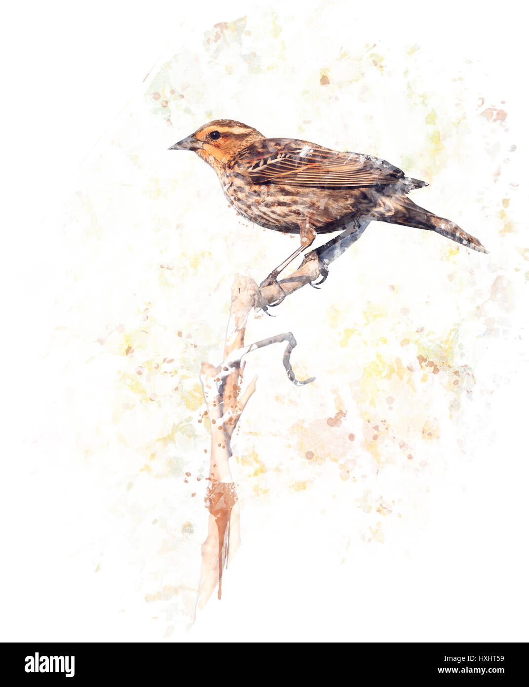 Perches bird Cut Out Stock Images & Pictures - Alamy