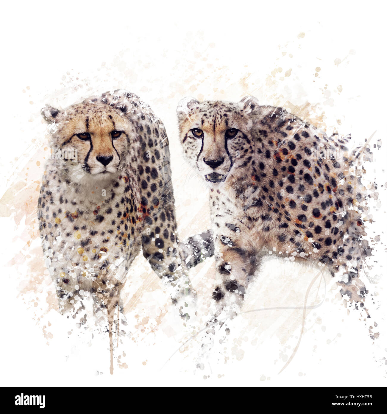 Digital Painting of Two Cheetahs Portrait Stock Photo - Alamy