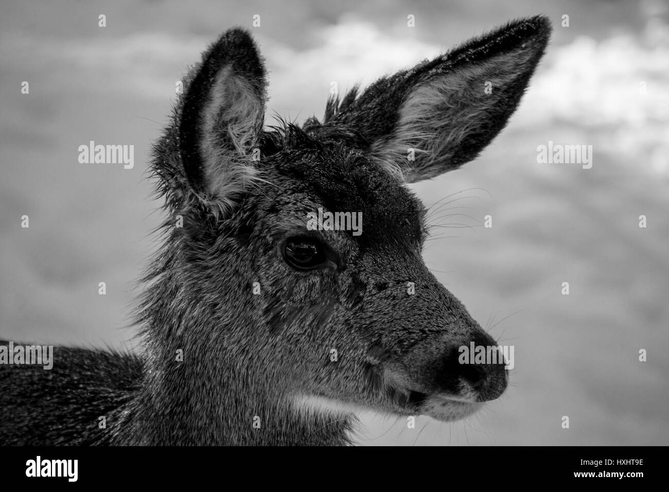 Fawn in Snow Stock Photo - Alamy