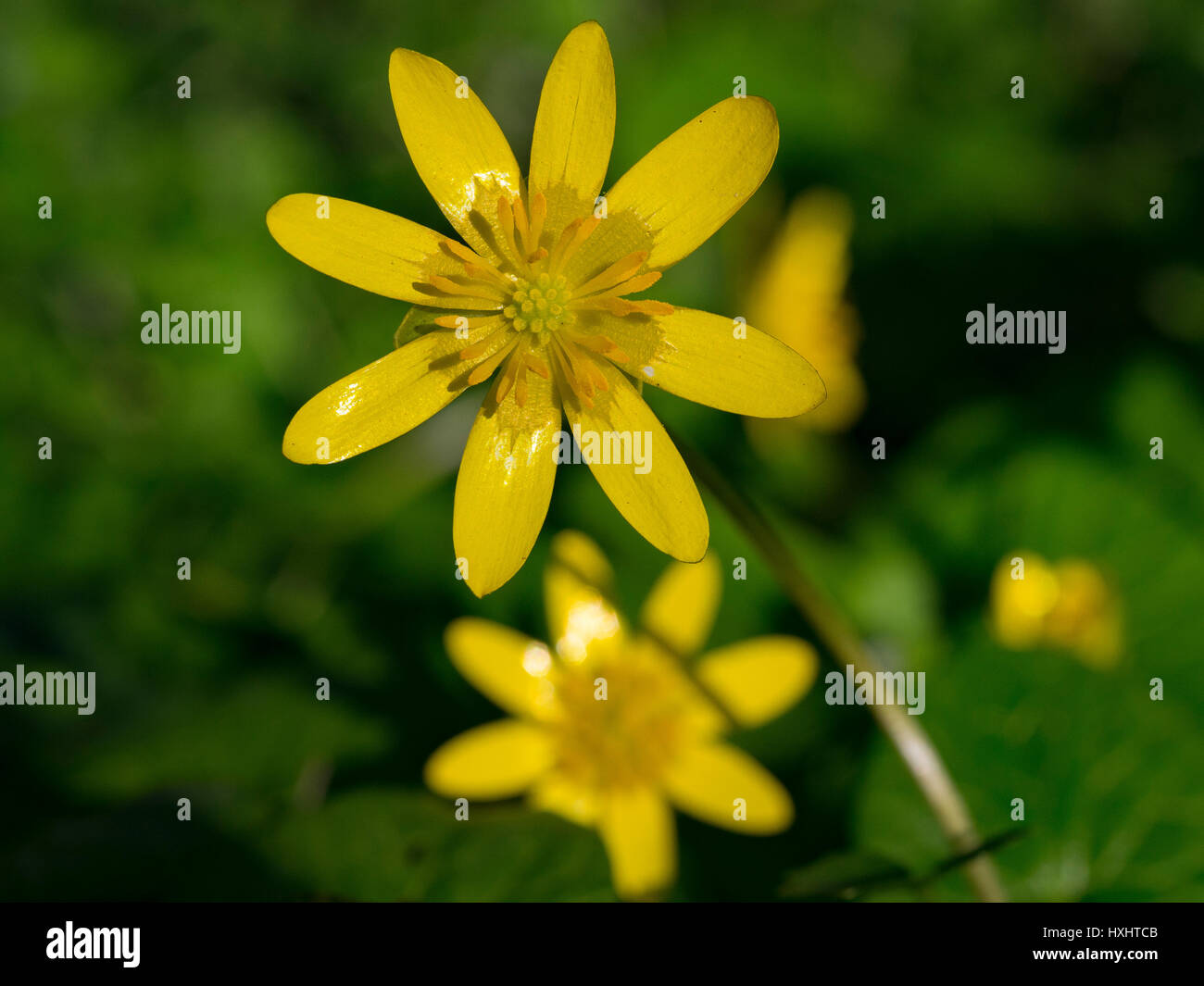 Verna bloom hi-res stock photography and images - Alamy