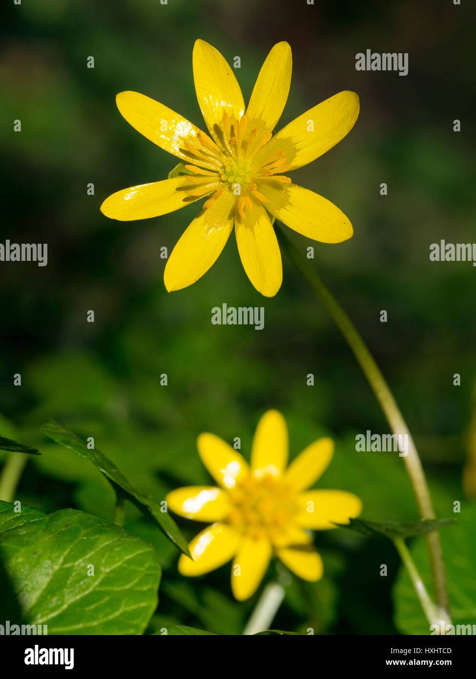 Verna bloom hi-res stock photography and images - Alamy