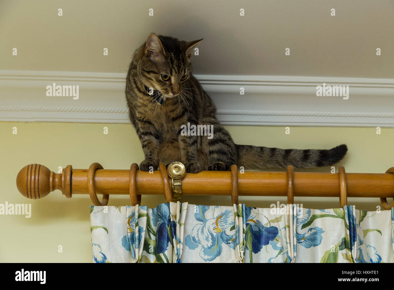Pole cat hi-res stock photography and images - Alamy