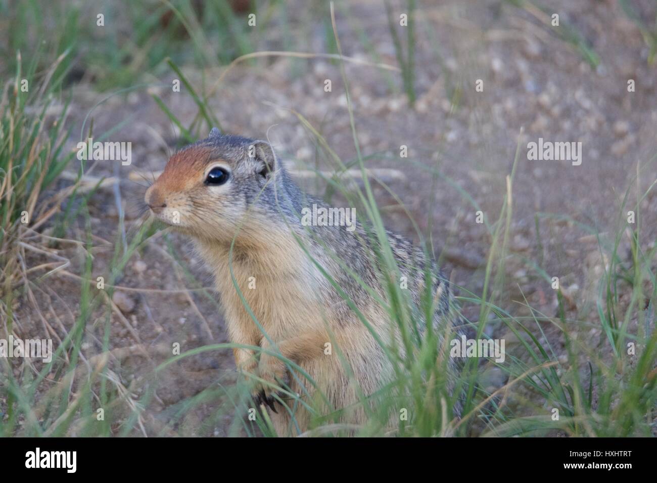 Mountain squirrel hi-res stock photography and images - Alamy