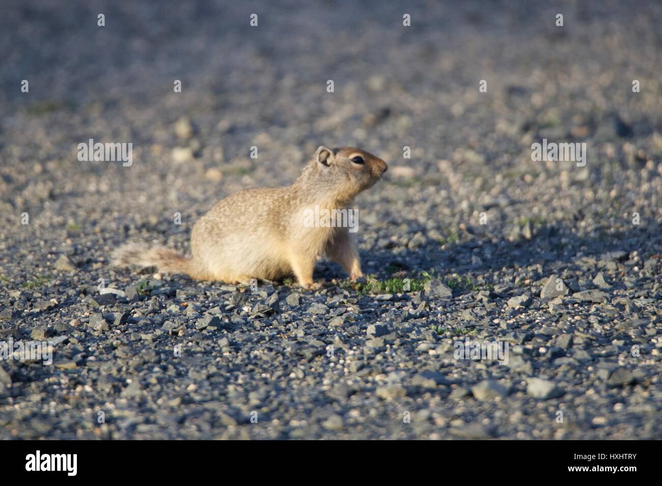 Mountain squirrel hi-res stock photography and images - Alamy