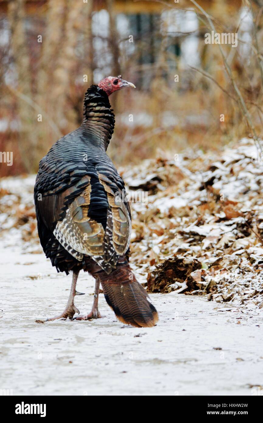 Turkey jake hi-res stock photography and images - Alamy
