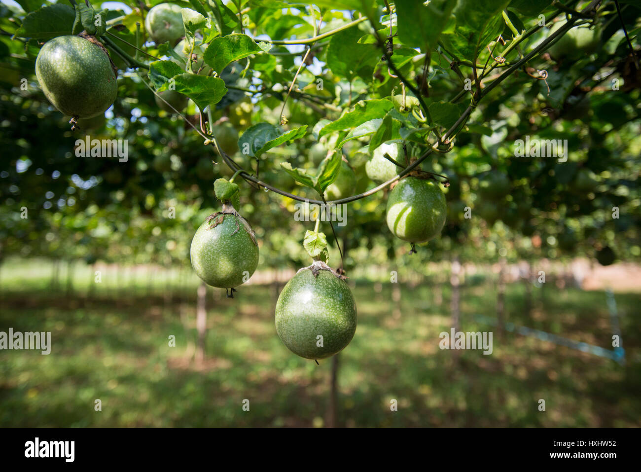 Passion fruit plantation hi-res stock photography and images - Alamy