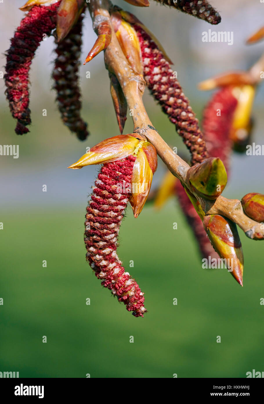 Poplar tree catkins hi-res stock photography and images - Alamy