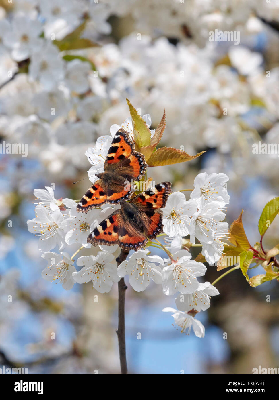 British butterflies spring hi-res stock photography and images - Alamy
