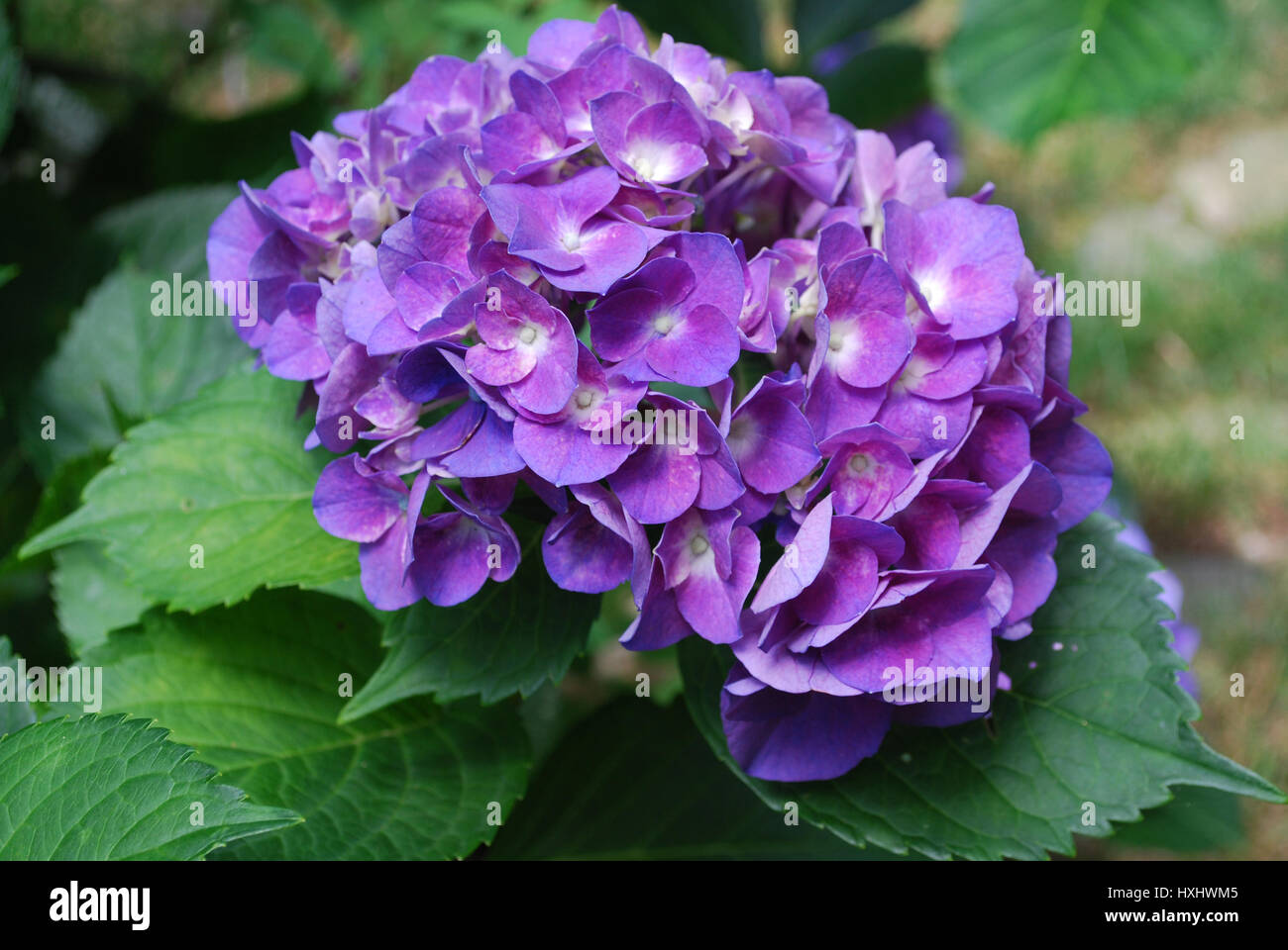 Flowering purple hydrangea flower cluster Stock Photo - Alamy
