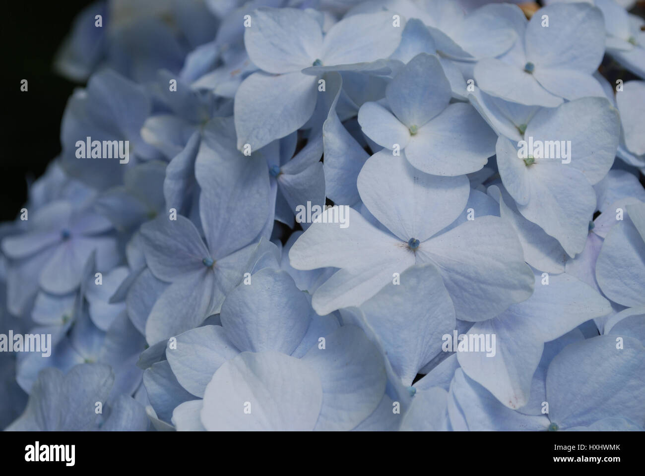 Flowering light blue hydrangea flowers in bloom Stock Photo - Alamy