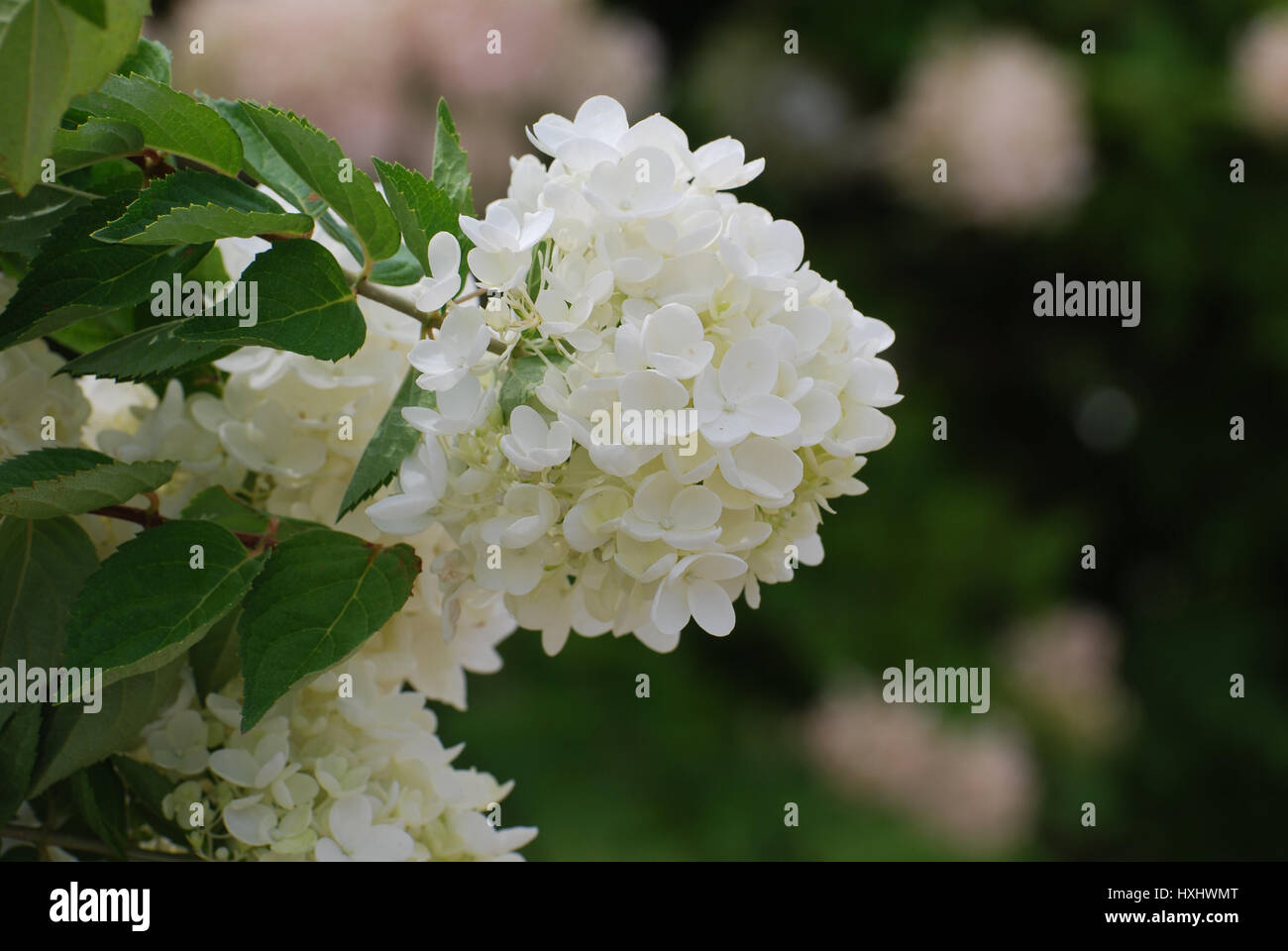 Very pretty flowering white hydrangea blossom in a garden Stock Photo ...