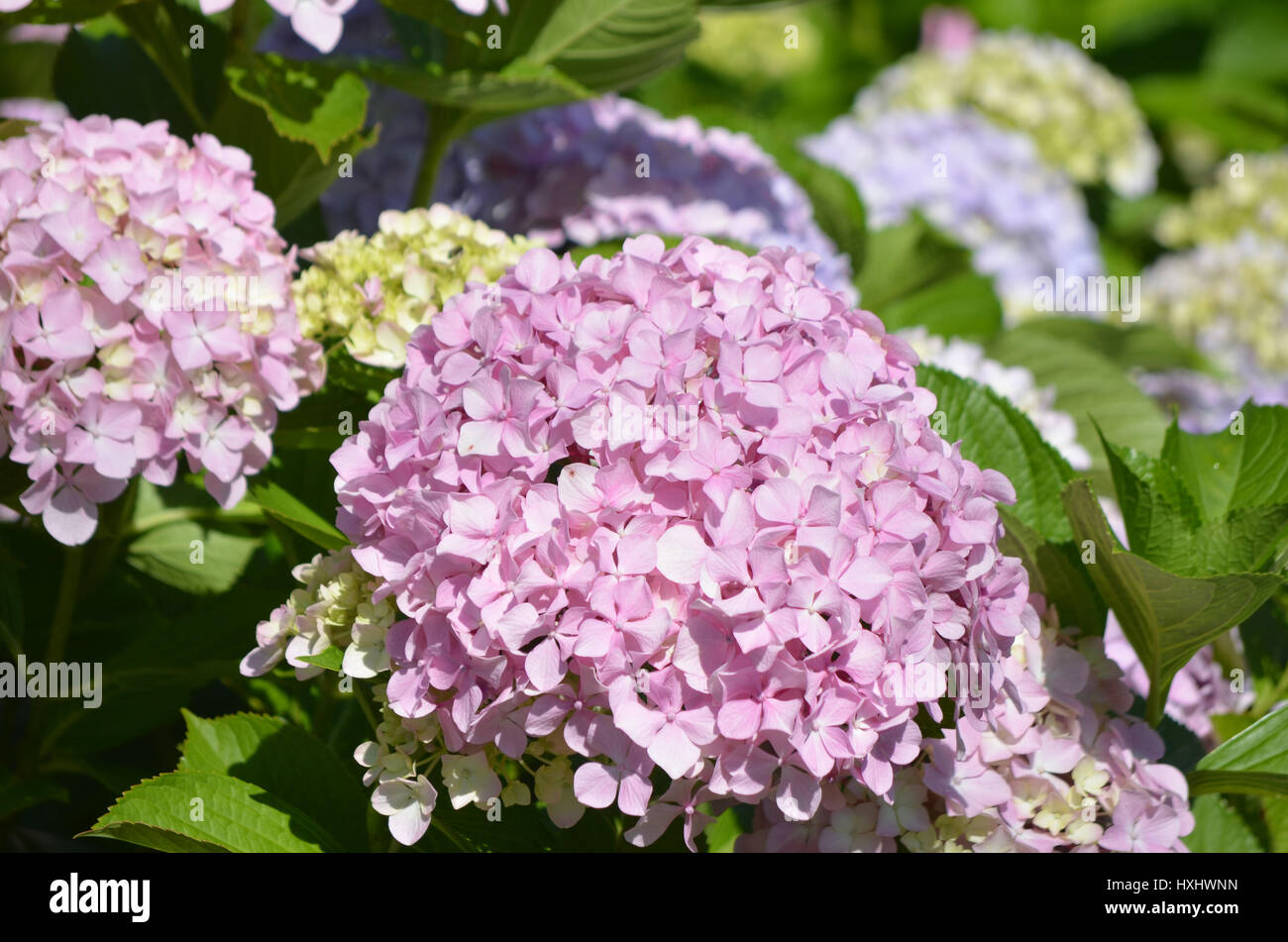 Flowering light pink hydrangea blossom in bloom Stock Photo - Alamy