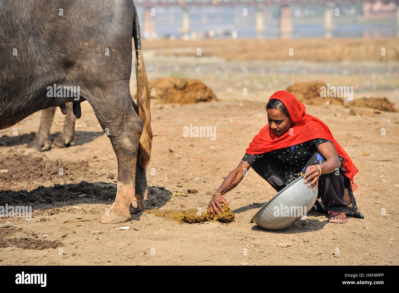 Cow Dung India Fuel Stock Photos & Cow Dung India Fuel Stock Images - Alamy