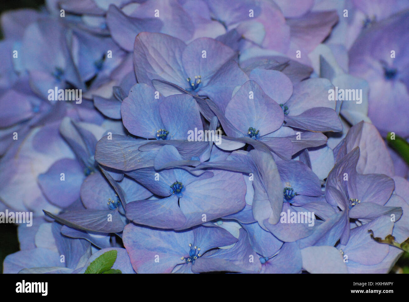 Flowering light blue hydrangea bush in bloom Stock Photo - Alamy