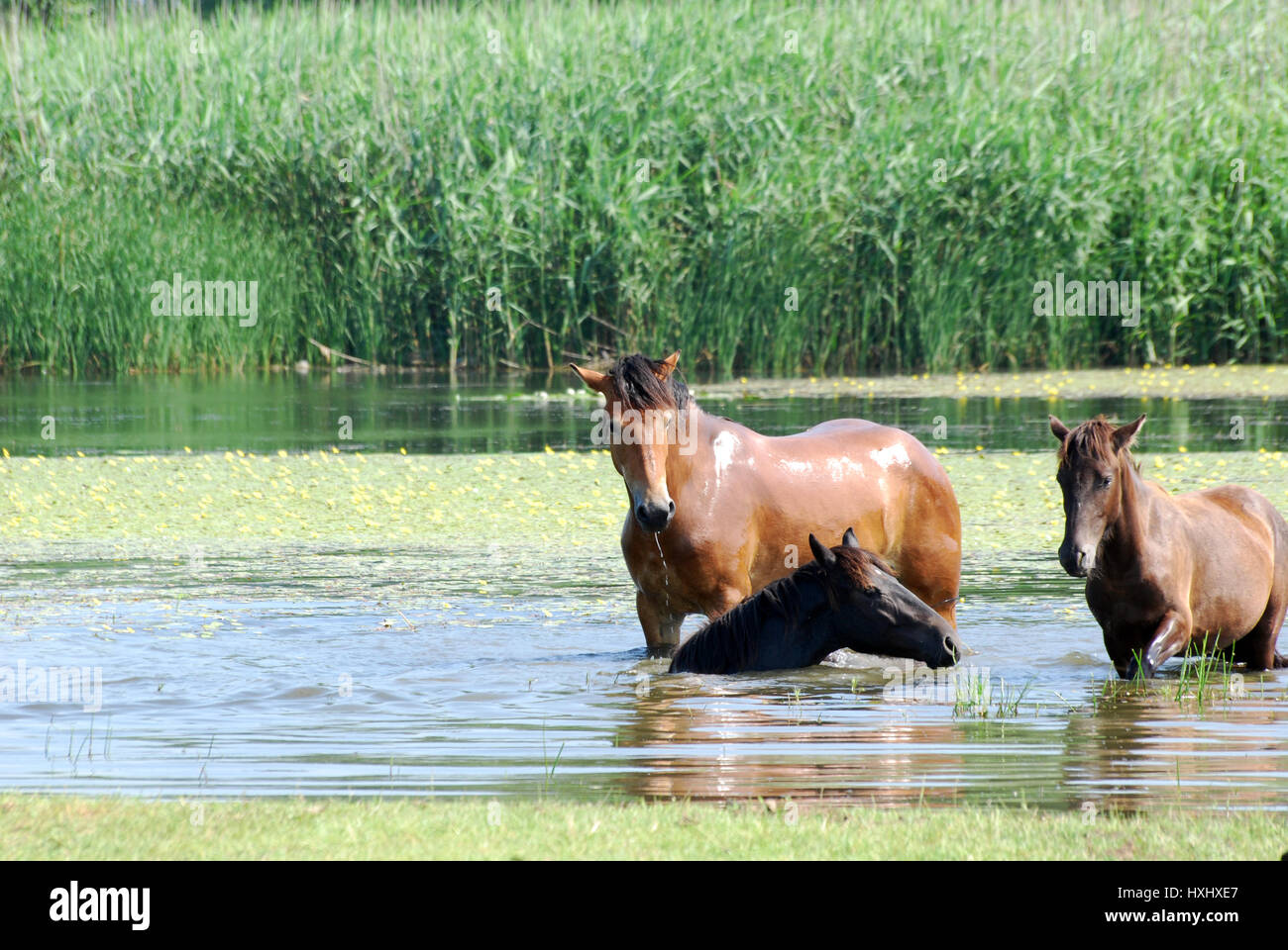Horses standing in pond hi-res stock photography and images - Alamy