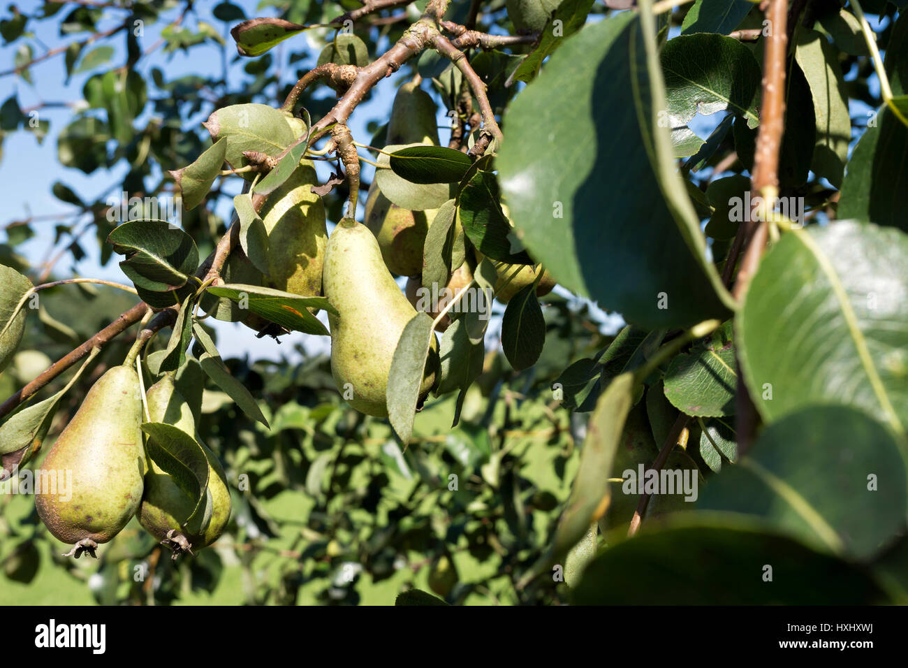 pears on tree Stock Photo - Alamy
