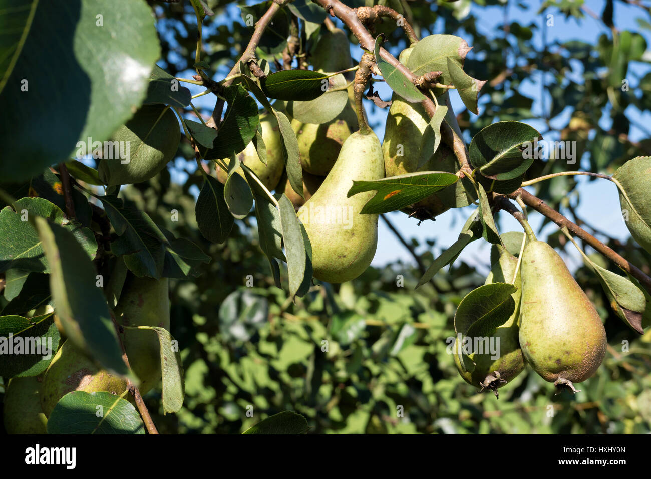 Pears tree hi-res stock photography and images - Alamy