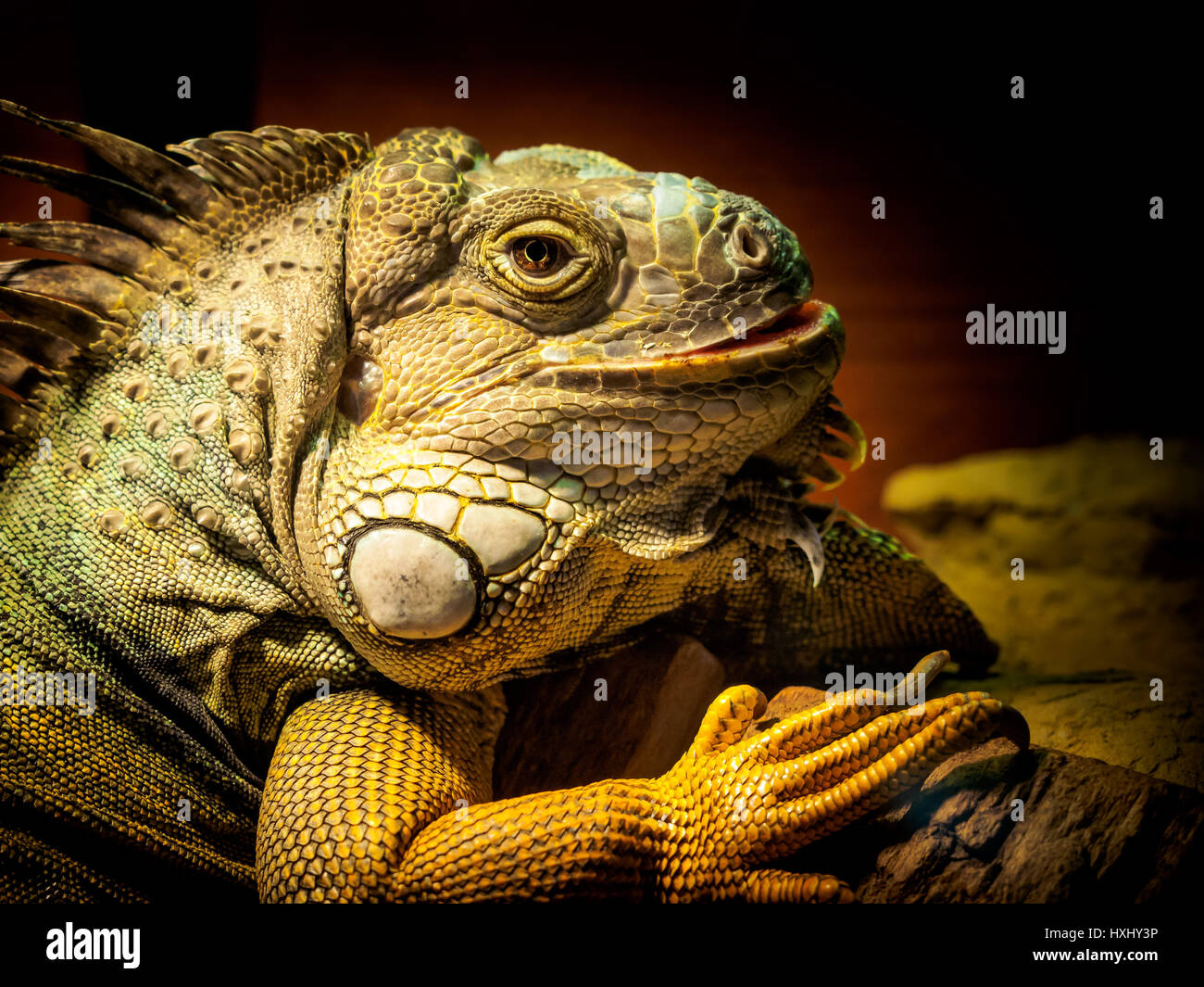 Reptile House - Phillips Park Zoo Stock Photo - Alamy