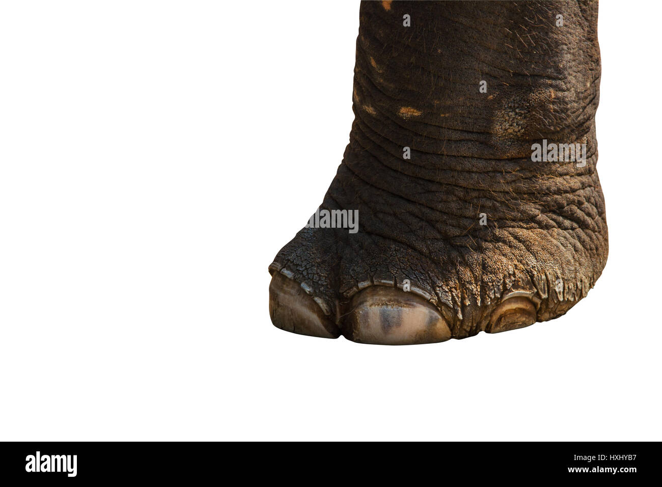 Elephant leg hi-res stock photography and images - Alamy