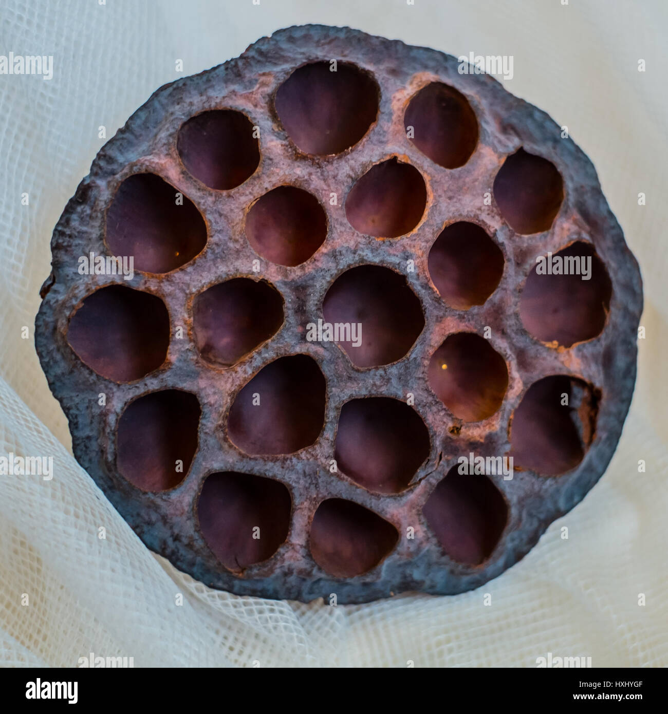 Dry lotus flower closup on white background Stock Photo - Alamy