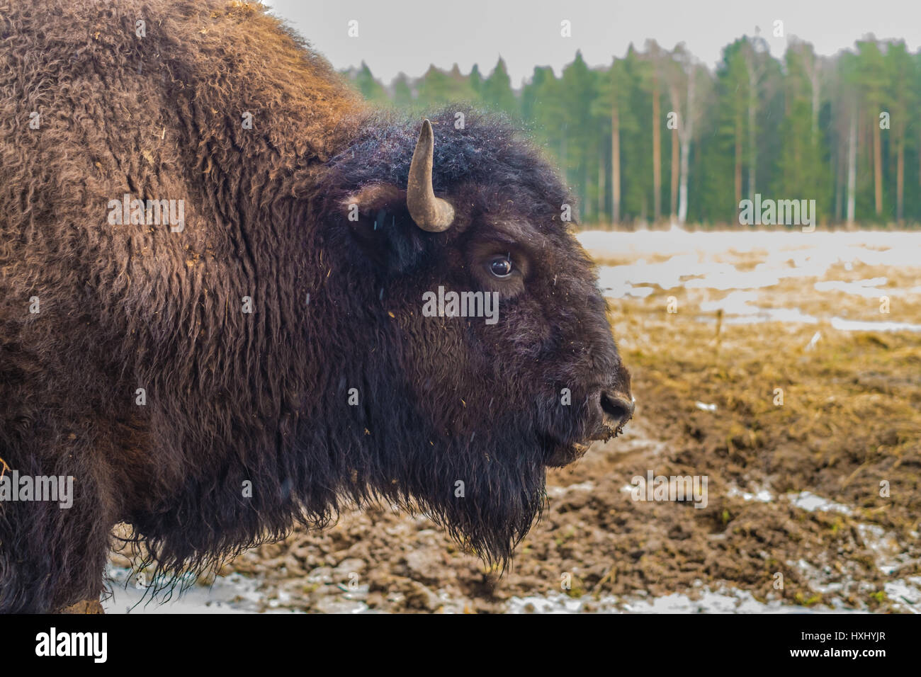 Bison portrait in National Park Stock Photo - Alamy