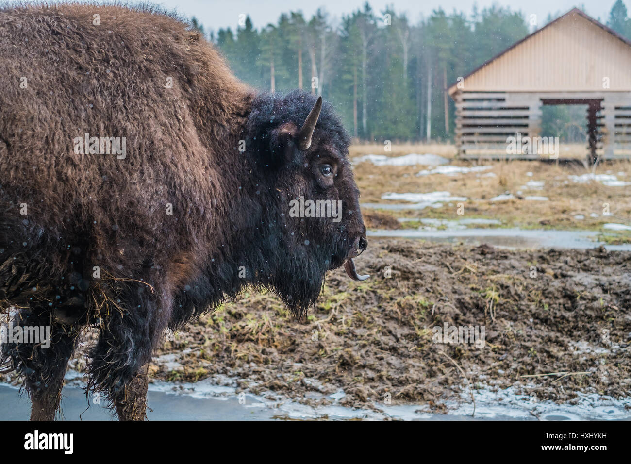 Usa bison portrait hi-res stock photography and images - Alamy