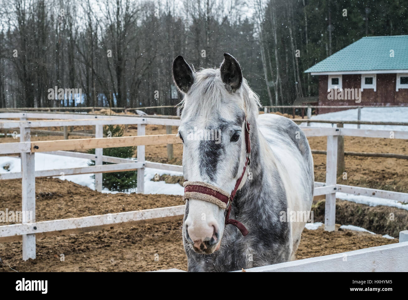 White pale horse in stable in winter Stock Photo - Alamy