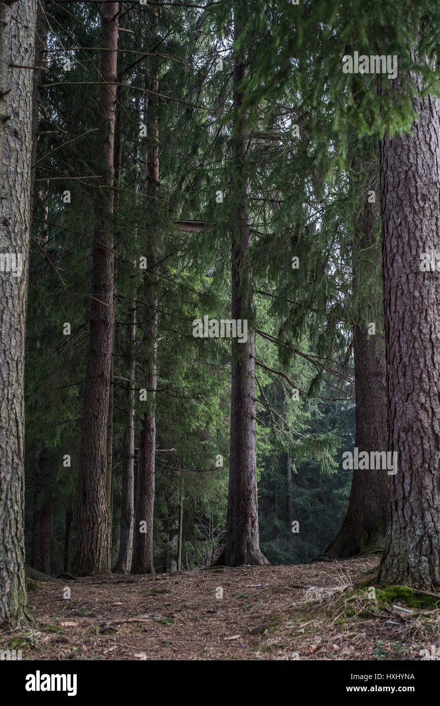 Nature pine forest with trail road in winter. Scandinavian forest in ...
