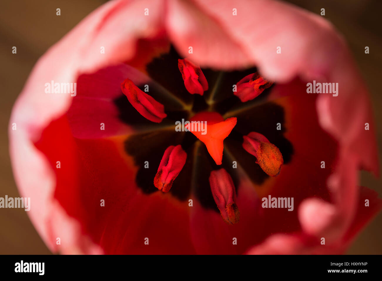 Extreme closeup of a tulip interior -- Pink and yellow French parrot ...