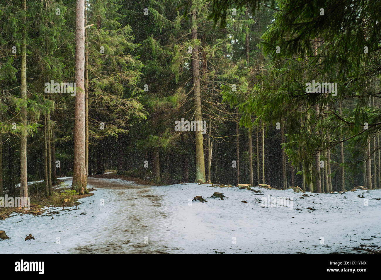 Nature pine forest with trail road in winter. Scandinavian forest in ...