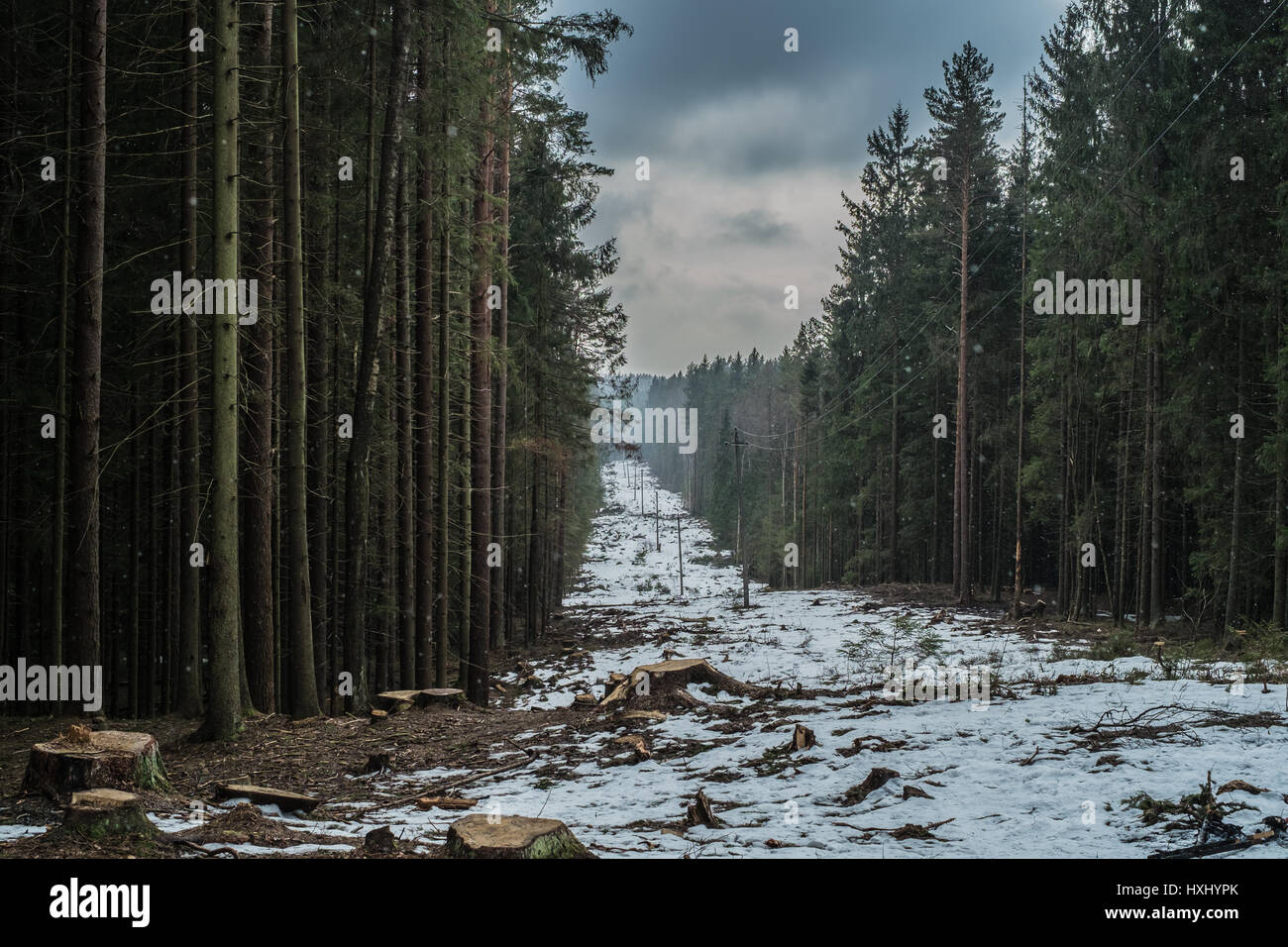 Nature pine forest with trail road in winter. Scandinavian forest in ...