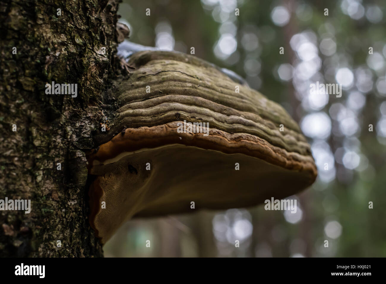 Mushroom on a tree looks like a snake head Stock Photo - Alamy