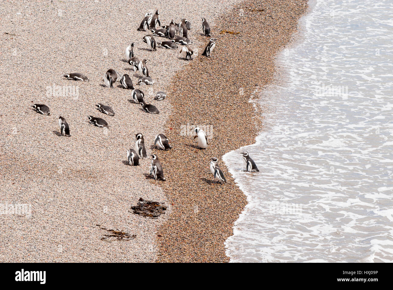 Magellanic Penguin colony of Punta Tombo, one of the largest in the ...