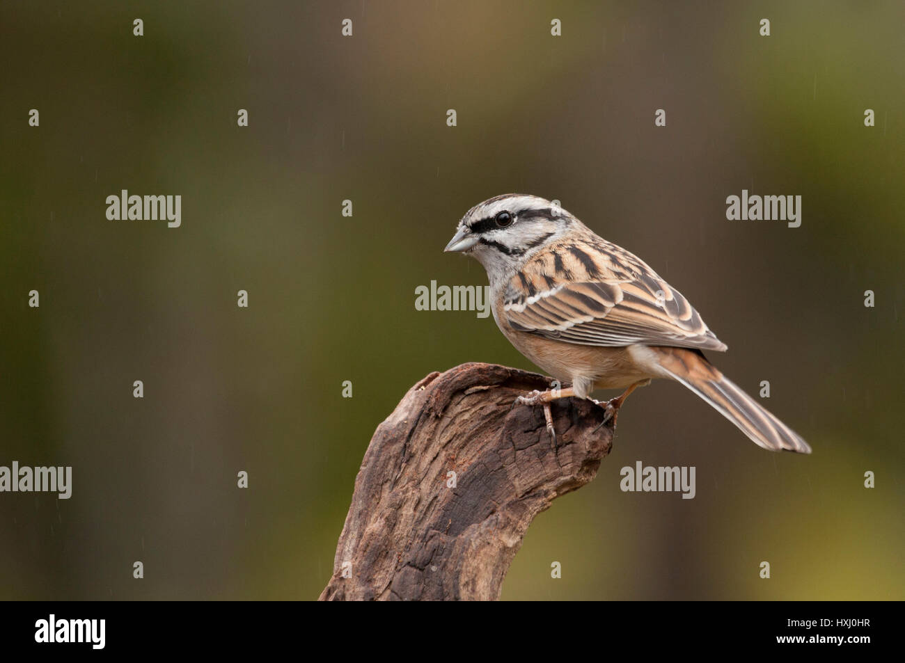 Emberiza cia hi-res stock photography and images - Alamy
