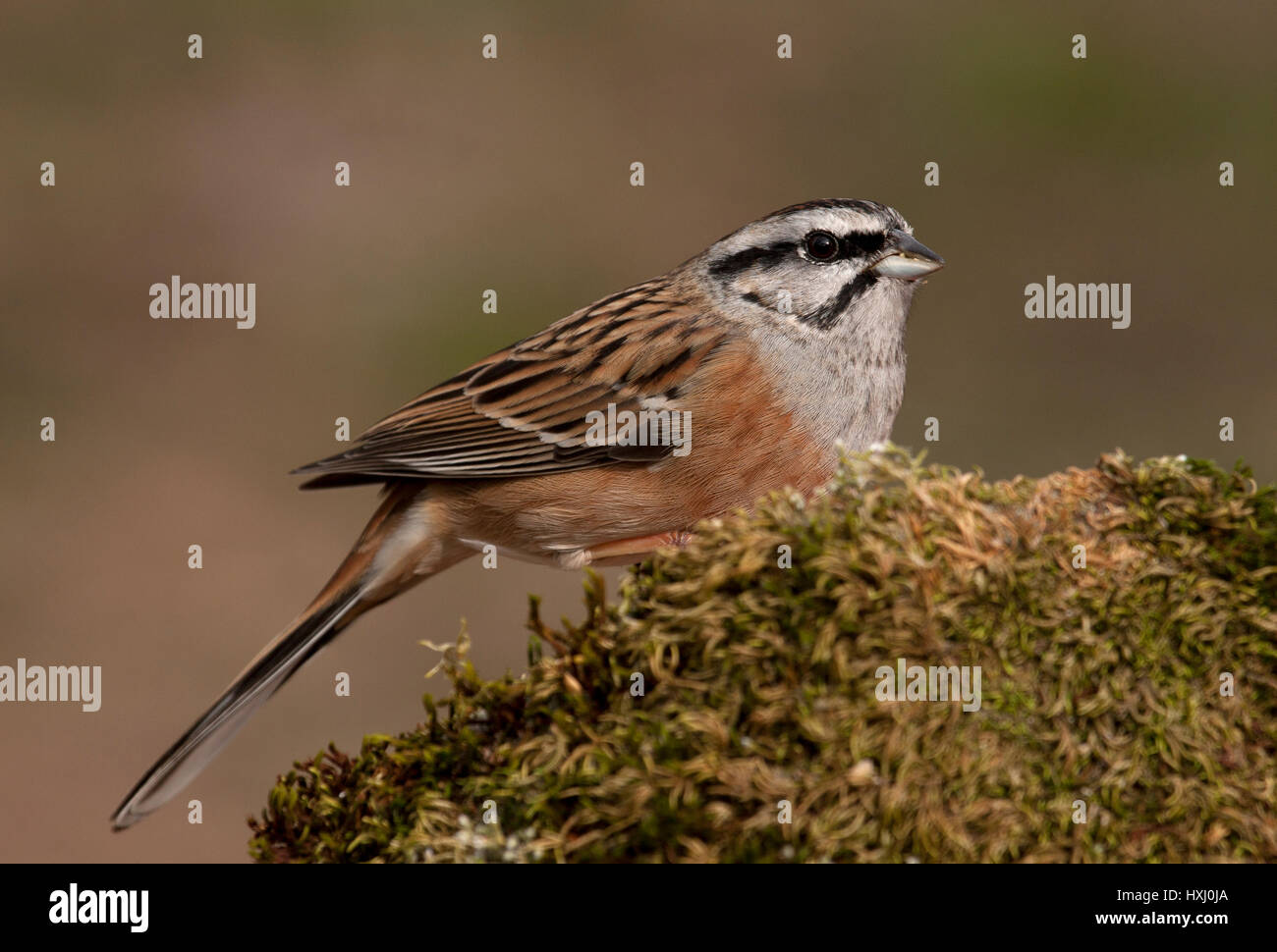 Emberiza cia hi-res stock photography and images - Alamy